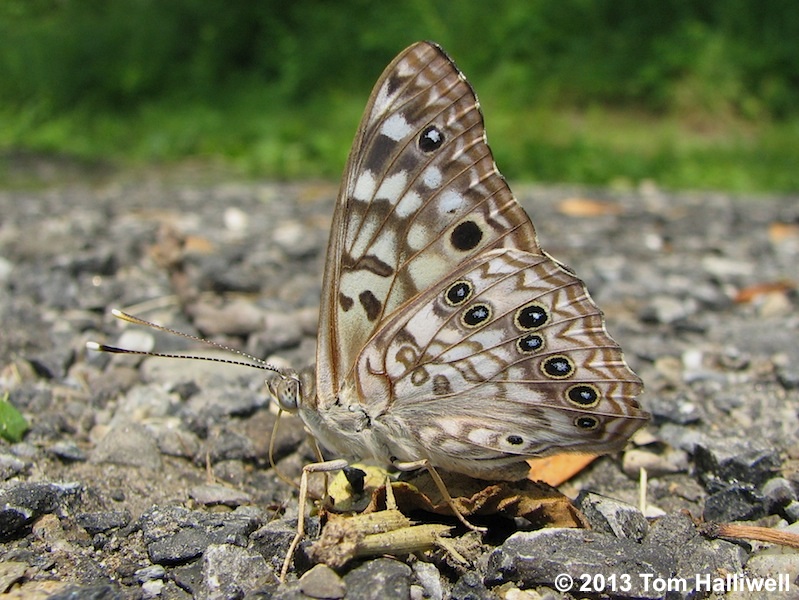 Hackberry Emperor | Butterflies of New Jersey | New Jersey Butterfly ...