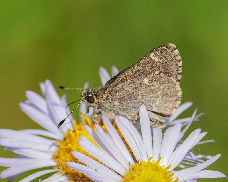 Field Trip Report | Willowemoc - Fir Brook area | New Jersey Butterfly ...